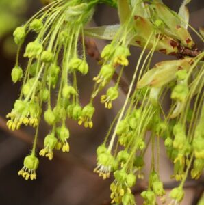 Nursery Work – Maple pollination, collection of seed and sapling ...