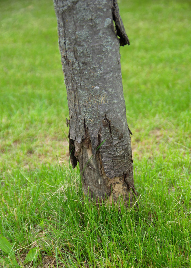 Lesson Learned – Weed trimmers can kill trees – Maple Leaves Forever