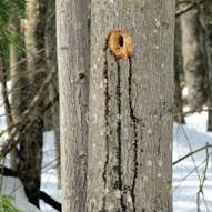 To Prune or Not To Prune Maples in Winter? – Maple Leaves Forever