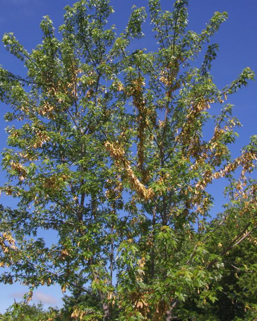 Grow Your Own Native Maple… from Seed! – Maple Leaves Forever