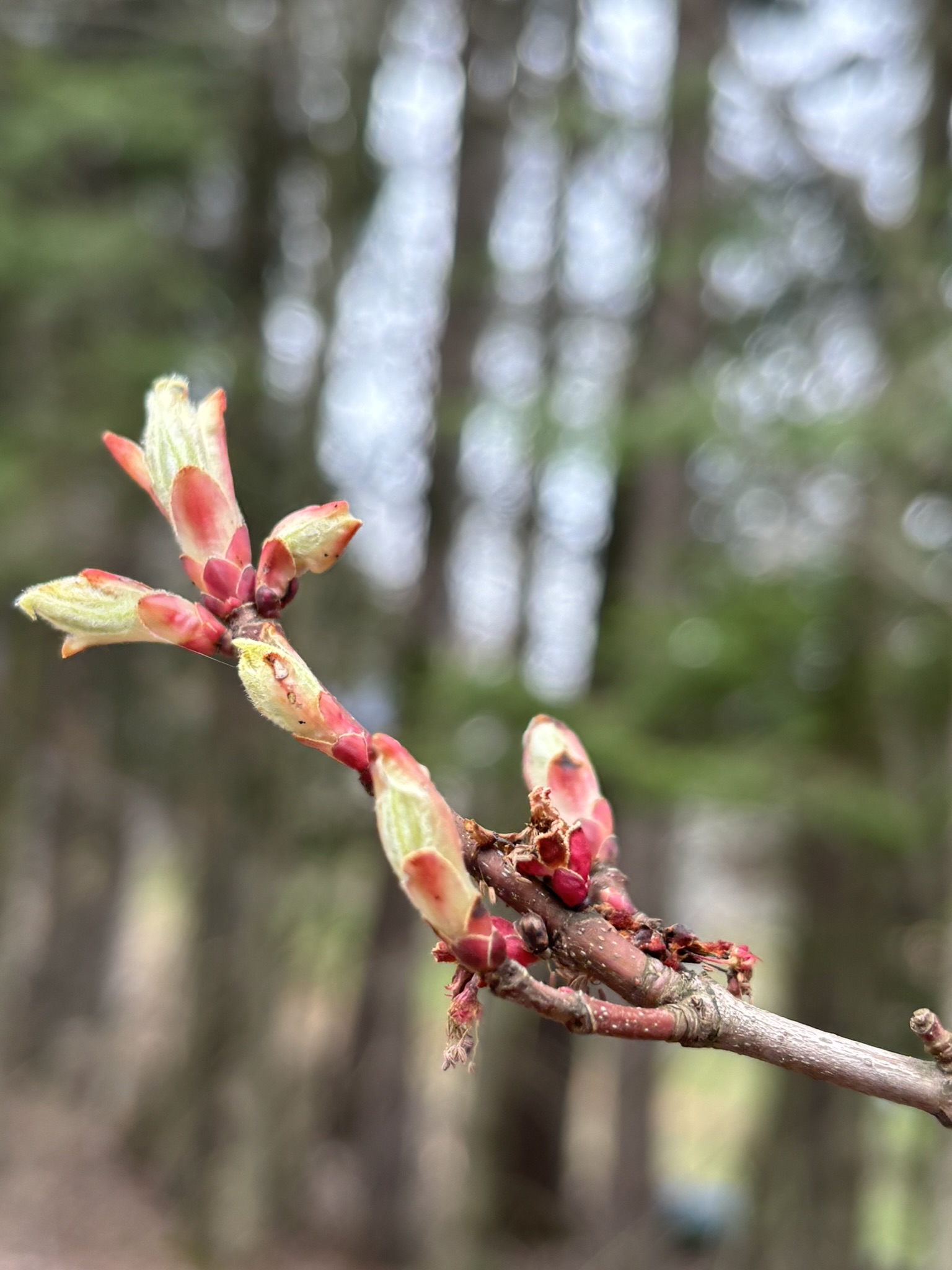Following Red Maple in Photos – Maple Leaves Forever