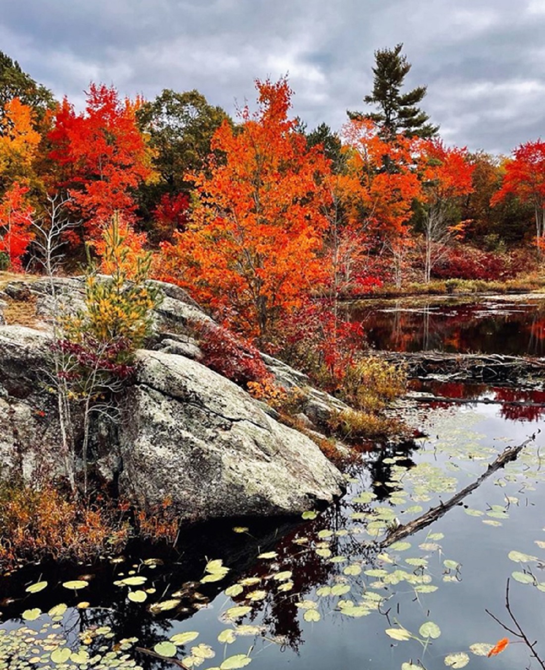 Check Fall Colour Reports to optimize your “leaf peeping” – Maple ...